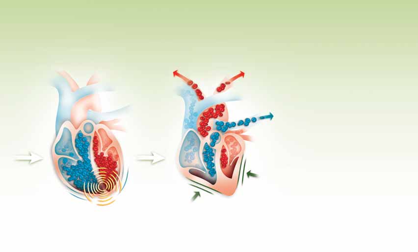 Aging Hearts and Arteries: A Scientific Quest by National Institute of ...