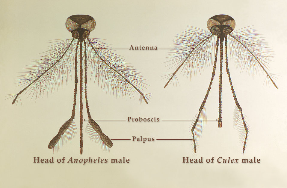 Practical Handbook Of Zoology by Dr. Jawale C.S. Dr. Supriya Singh ...