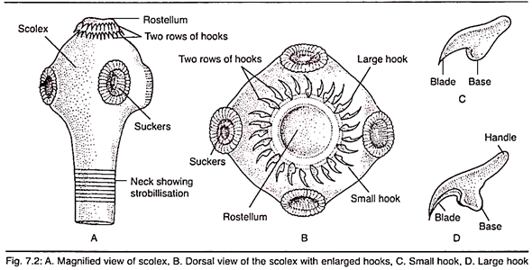 Practical Handbook Of Zoology by Dr. Jawale C.S. Dr. Supriya Singh ...